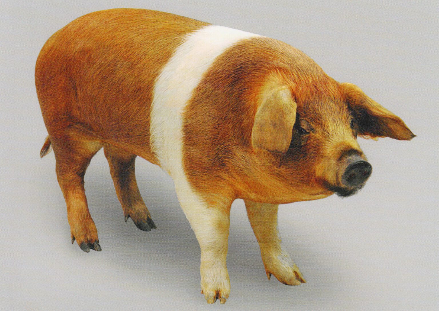 Protestschwein – Gesellschaft für Schleswig-Holsteinische Geschichte